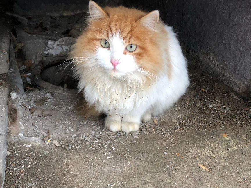 Чудесный котик