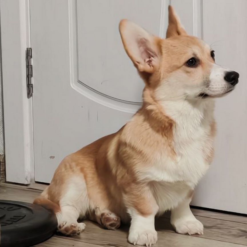 Вельш Корги Пемброк, щенок