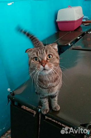 Кошка Шотландская вислоухая стерилизована