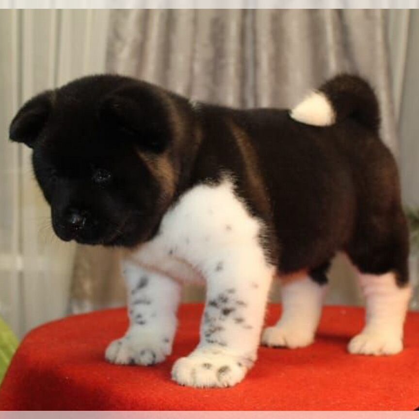 Яркий представитель породы американская акита