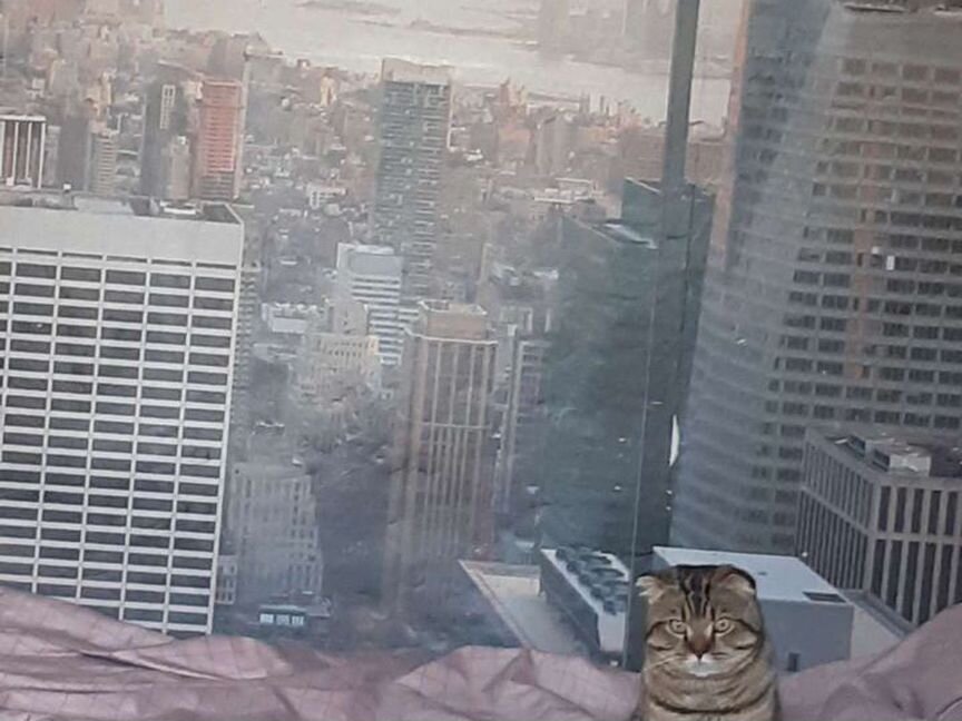 Шотландский кот вязка