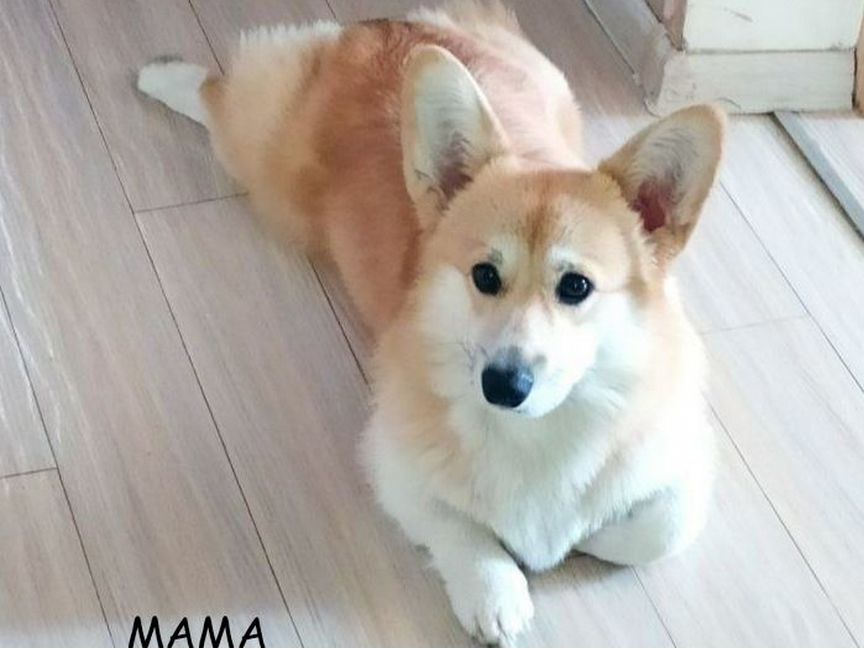 Щенки Вельш Корги Пемброк