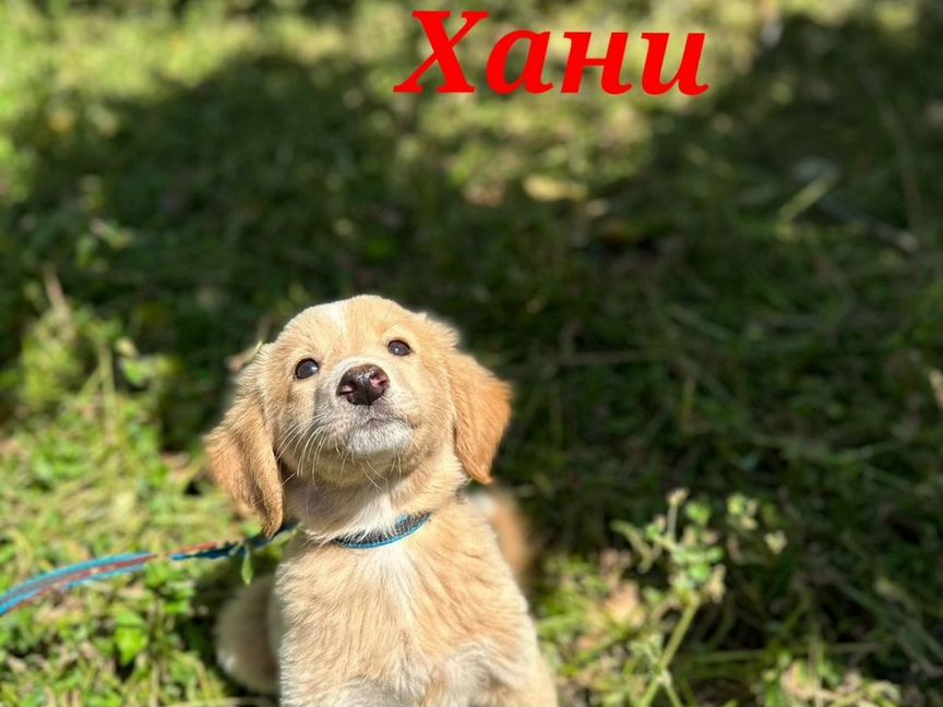 Щенок- кроха в добрые руки
