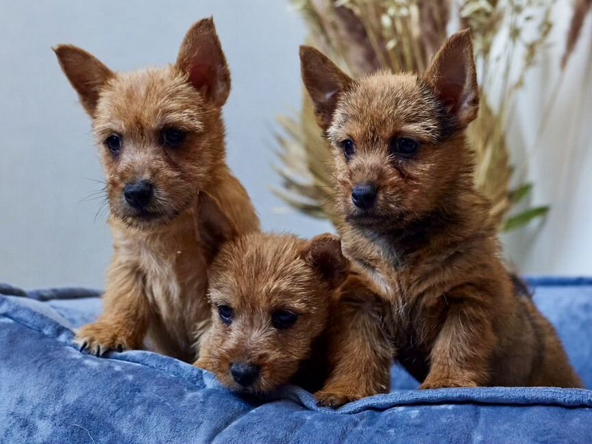 Красавчики