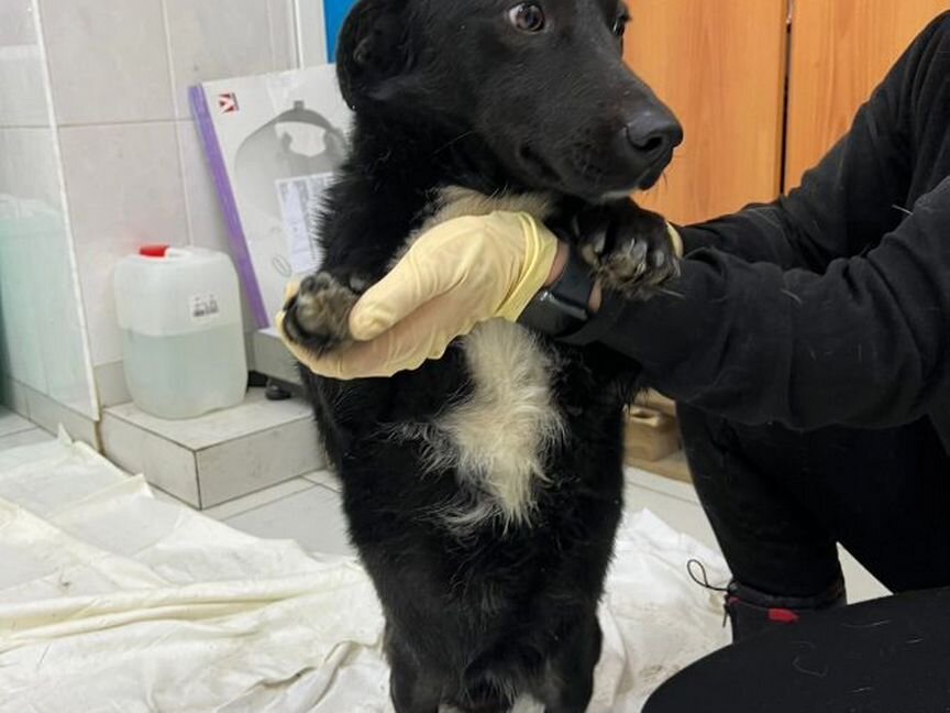 Маленький песик на коротких лапках