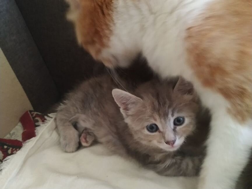 Кошечка в добрые руки