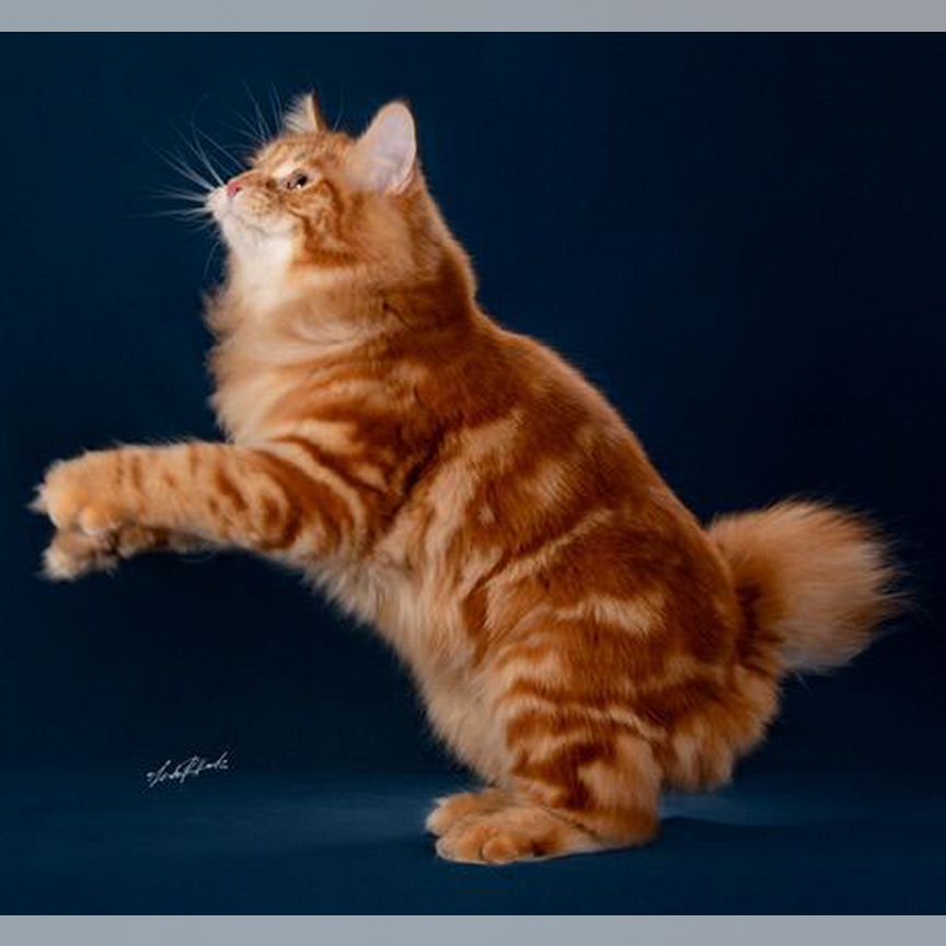 Курильский бобтейл (кошка) из питомника