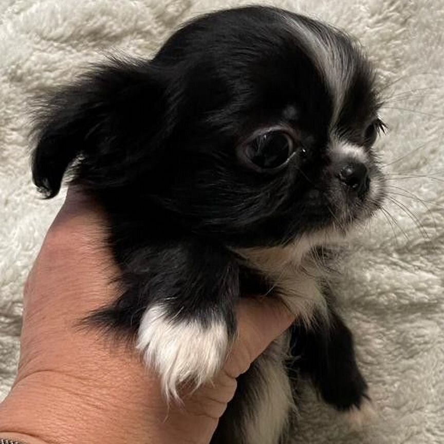 Щенок от частного владельца