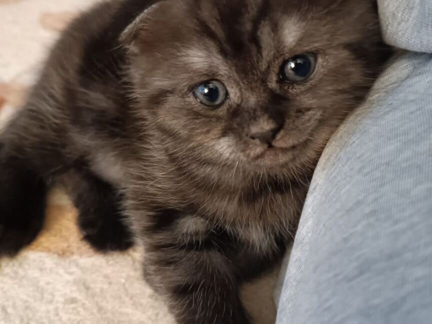 Британский вислоухий котик
