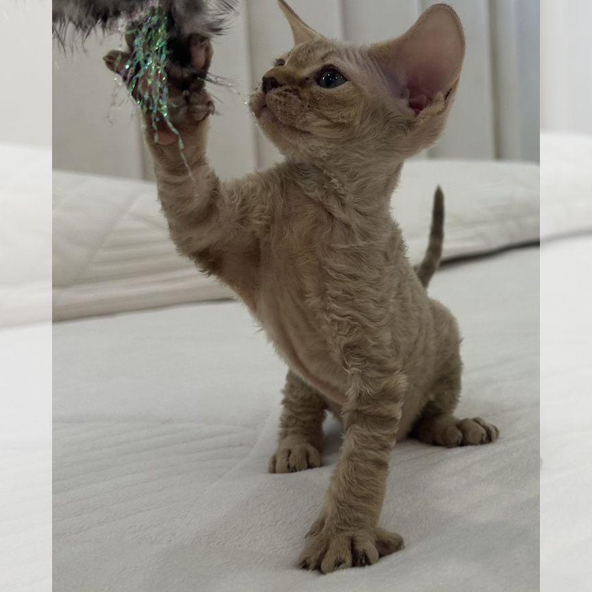 Девон-рекс котёнок