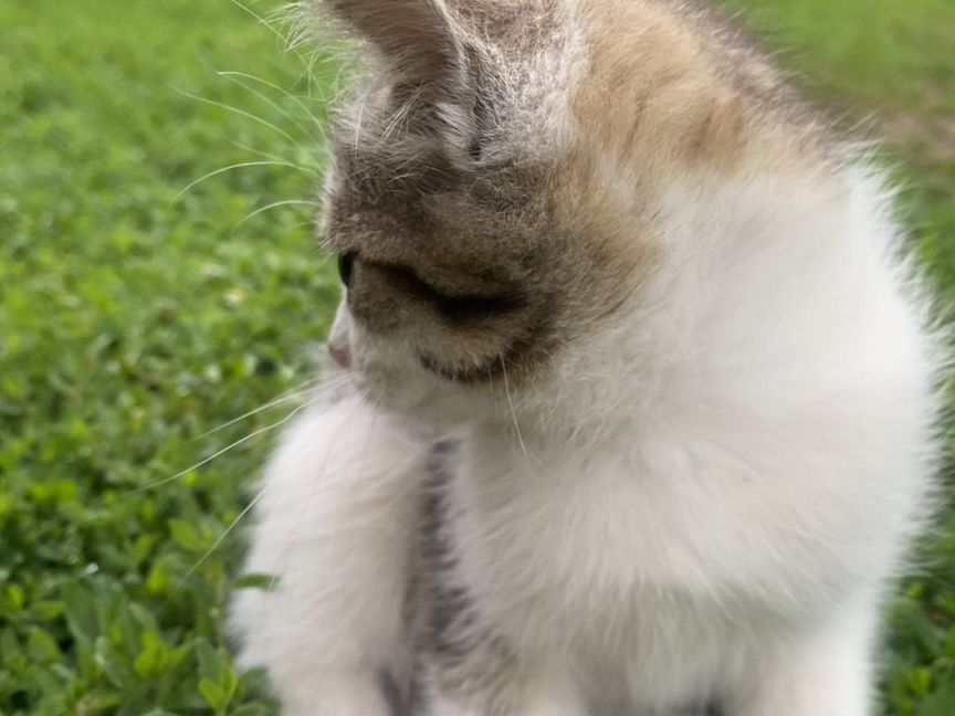 Котята