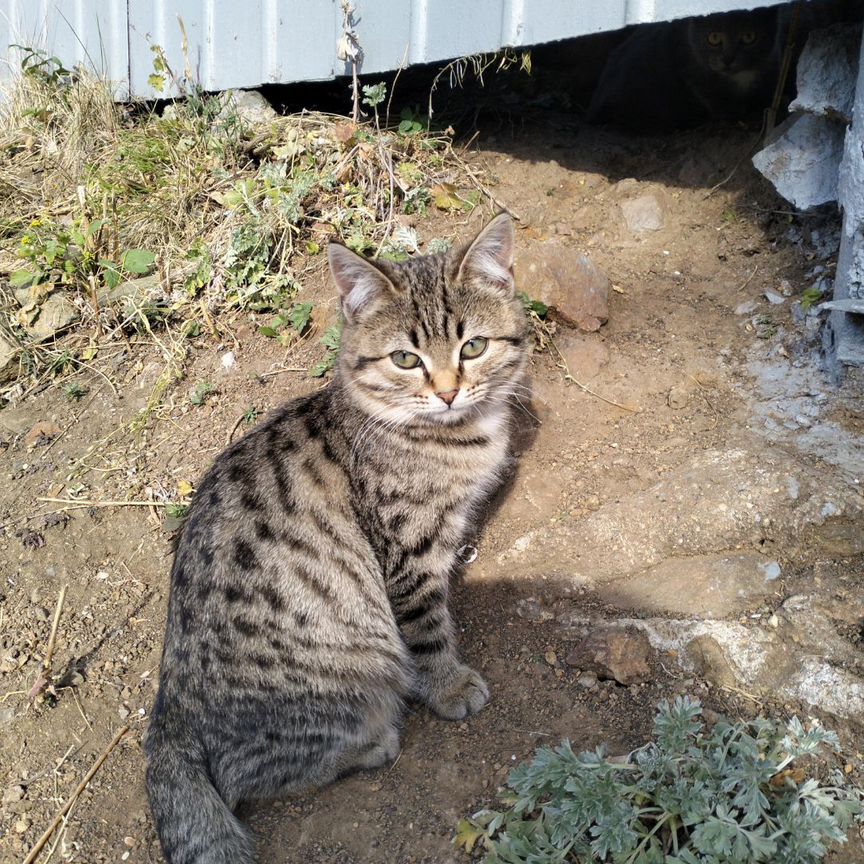 Котята