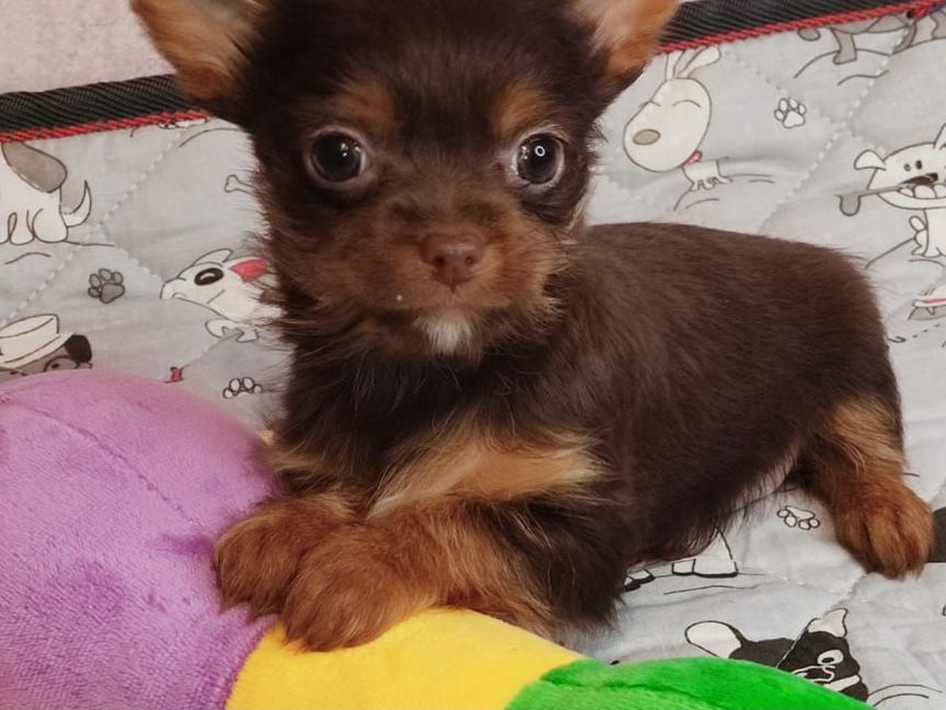 Чихуахуа длинношерстный