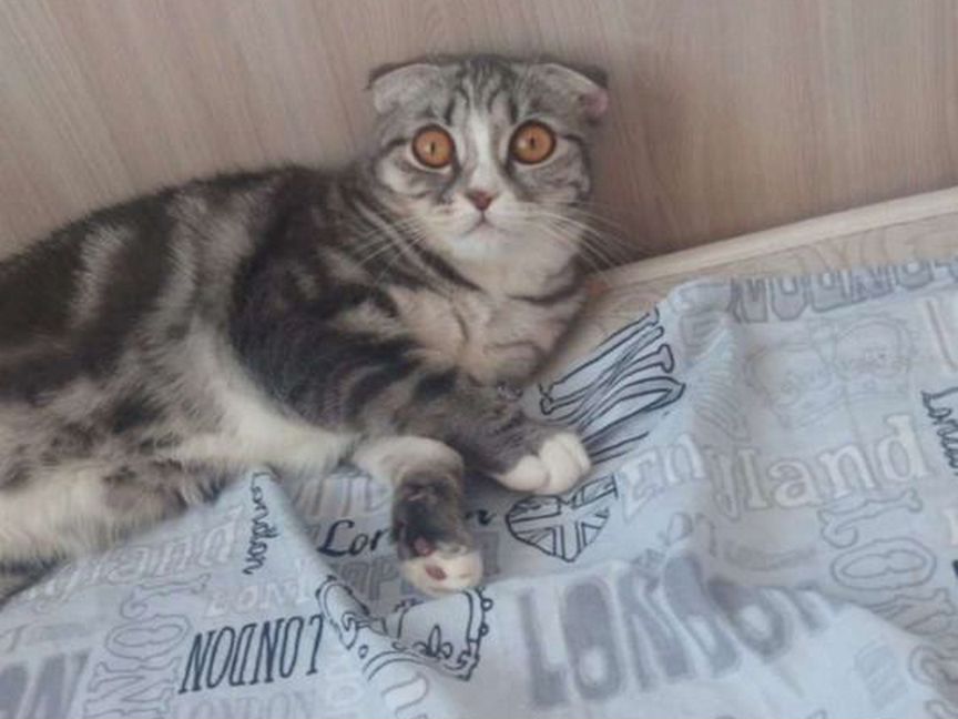 Шотландская вислоухая кошка