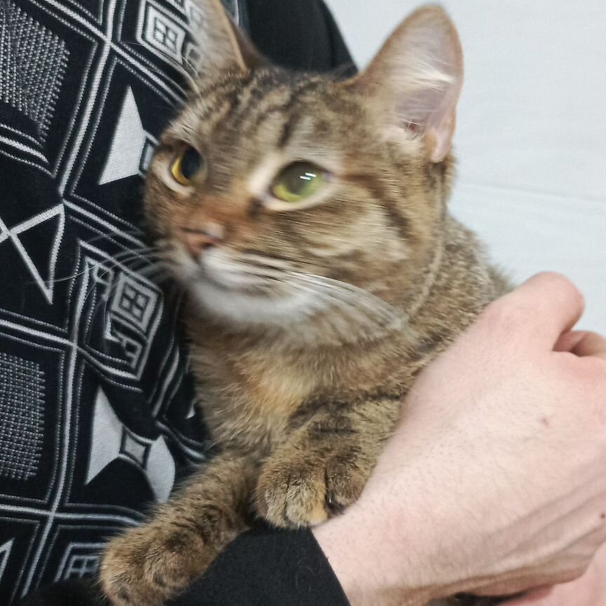 Уральский рекс котёнок