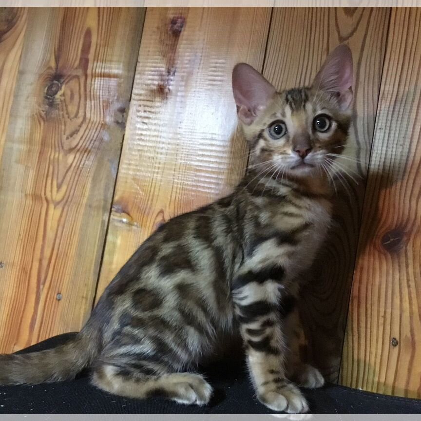 Бенгальские котята