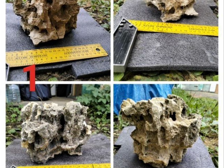 Песчанник крымский