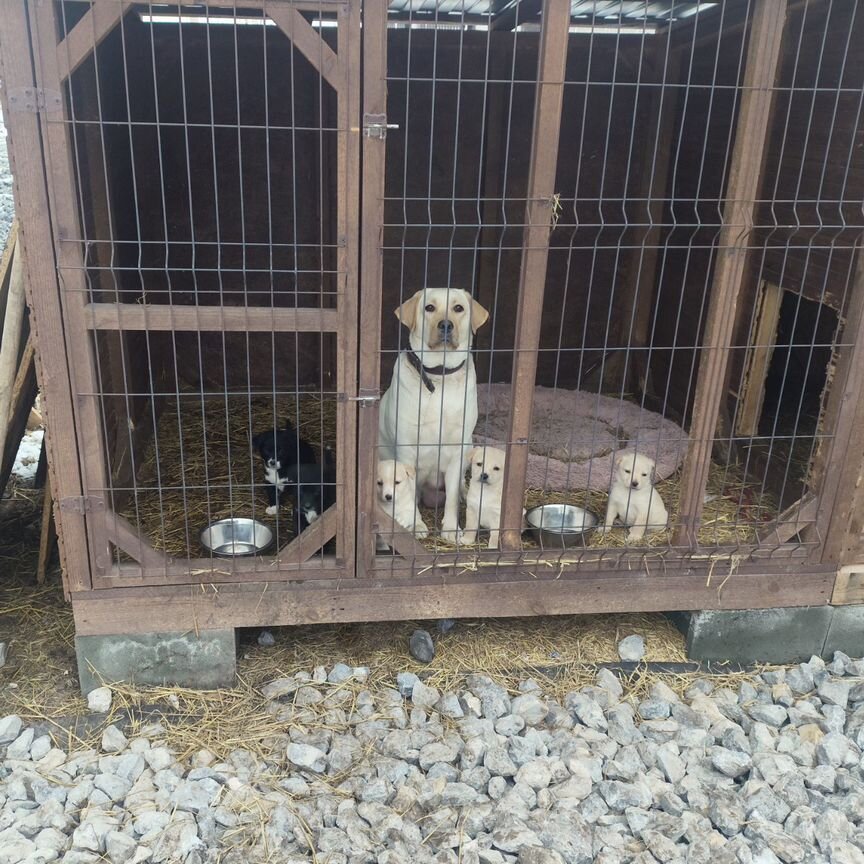 Лабрадор-ретривер, щенок