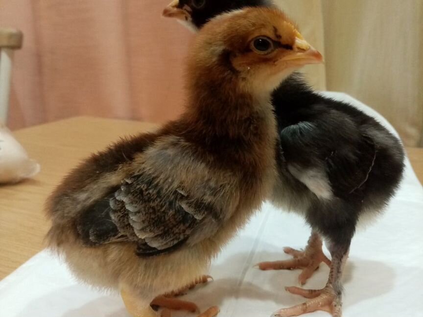 Цыплята кур несушек