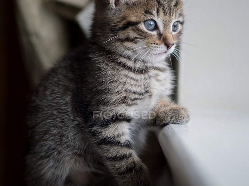 Котёнок мальчик котята в добрые руки бесплатно