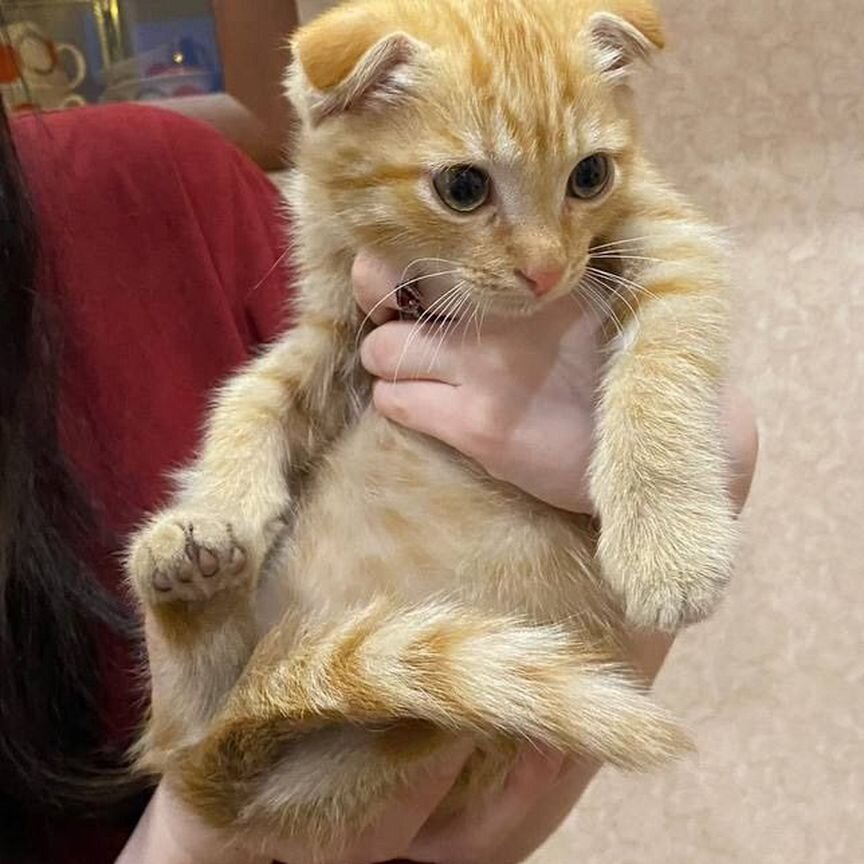 Шотландский вислоухий короткошёрстный котёнок