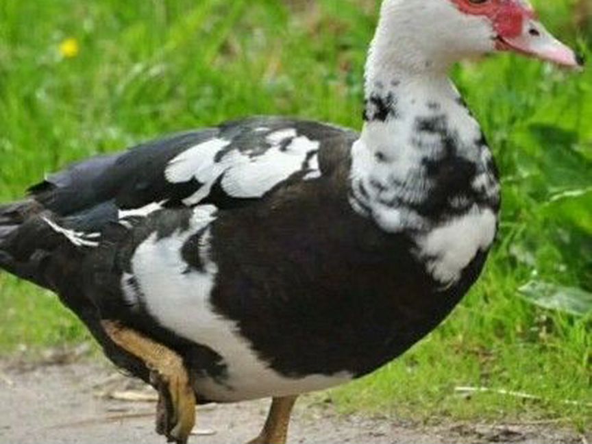 Мускусные утки