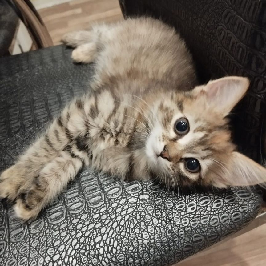 Домашние животные котята бесплатно