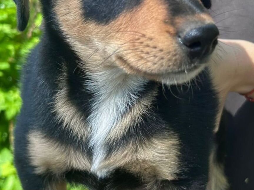 Щенок Ротвейлер(почти)в добрые руки