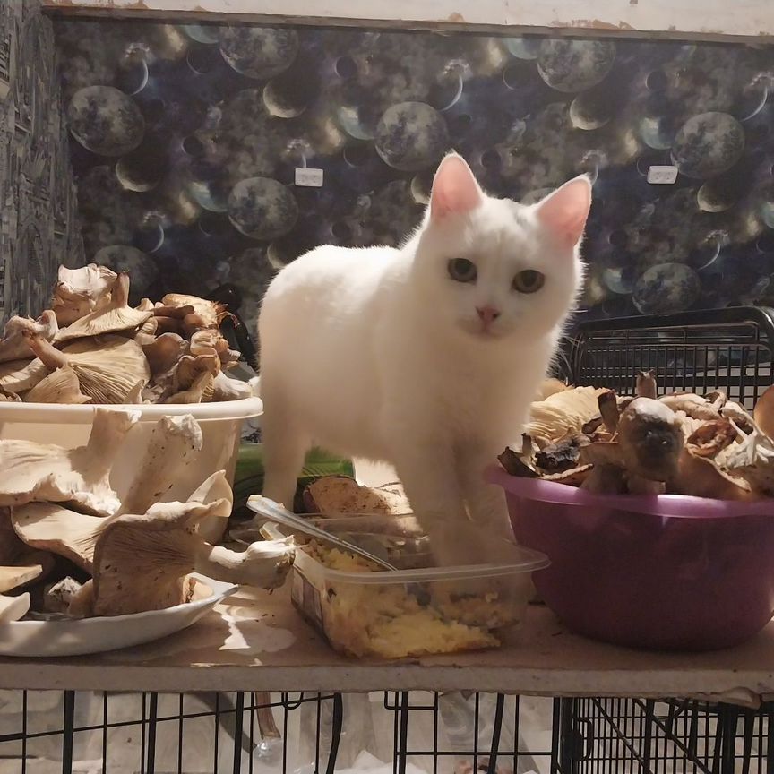 Белая кошка