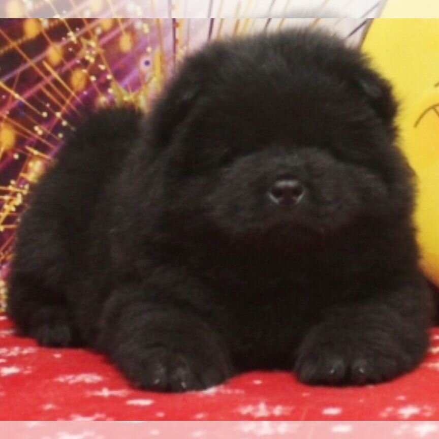 Чау-чау, щенок