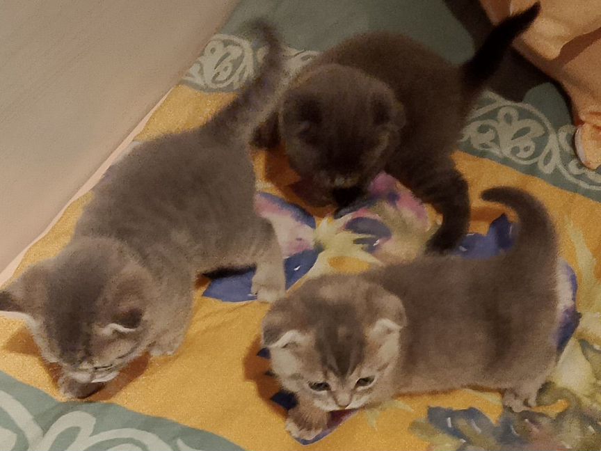 Котята (шотландка мама