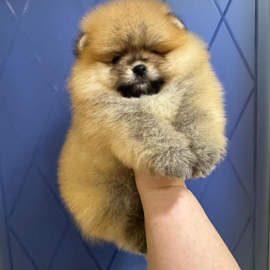 Померанский шпиц мини