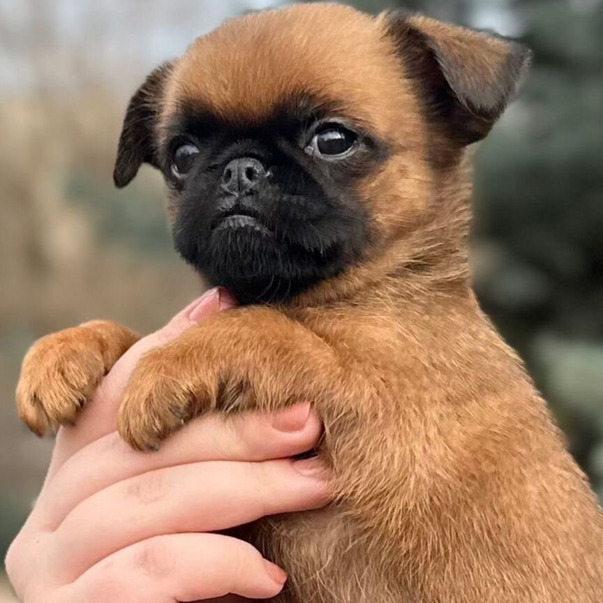 Пти-брабансон, щенок