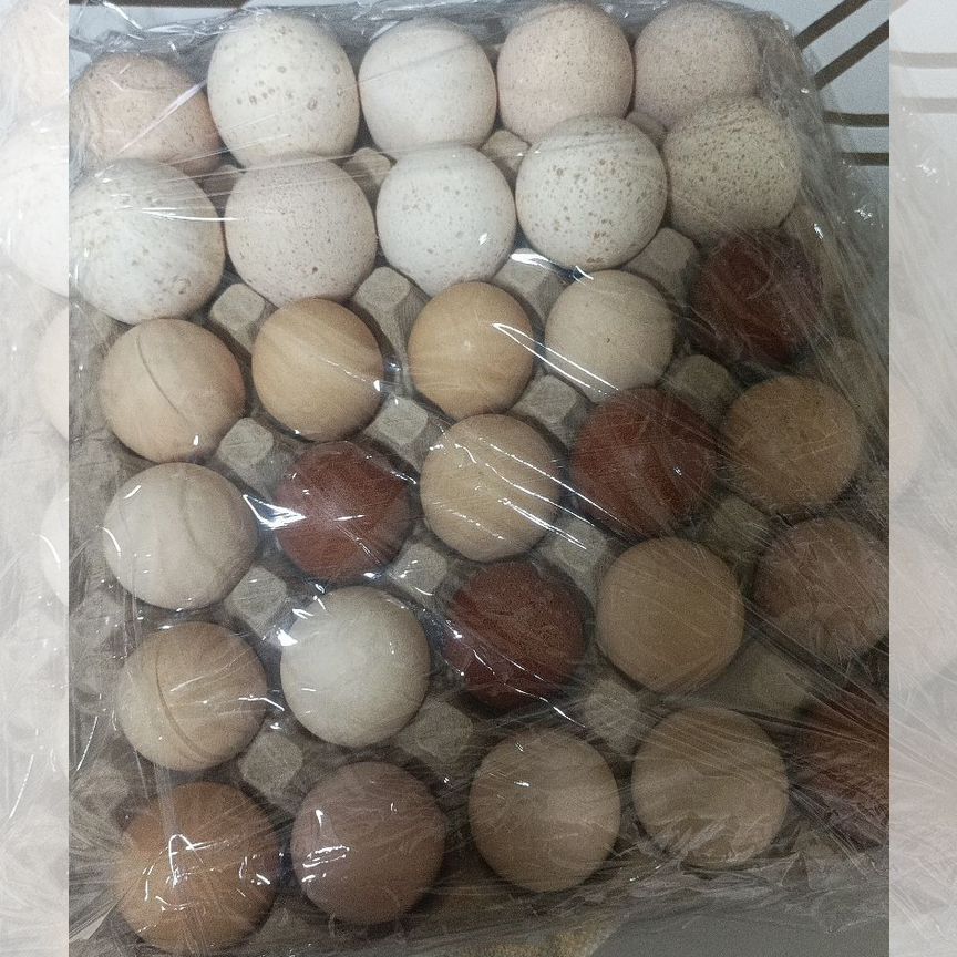 Инкубационное яйцо индейки