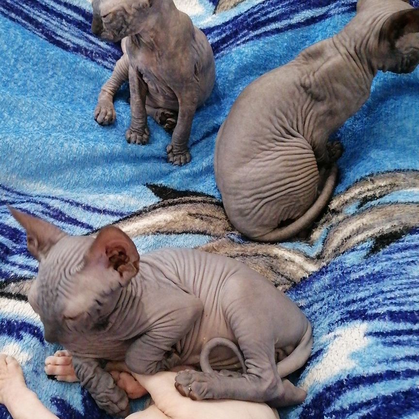 Канадский сфинкс котенок