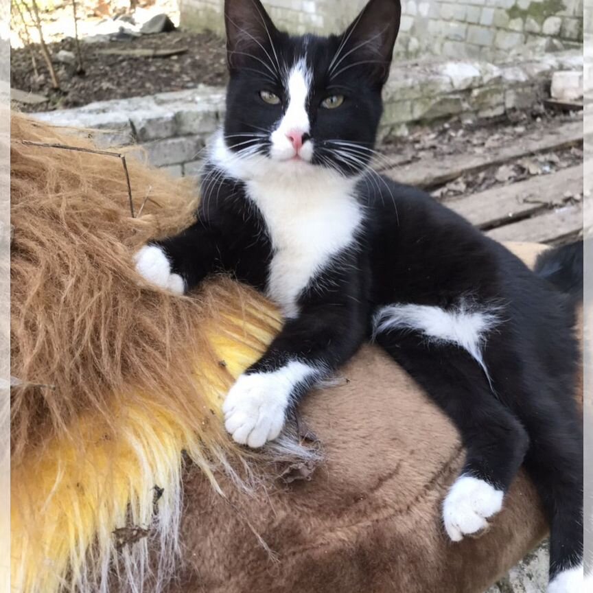Котик и кошечка молоденькие подростки