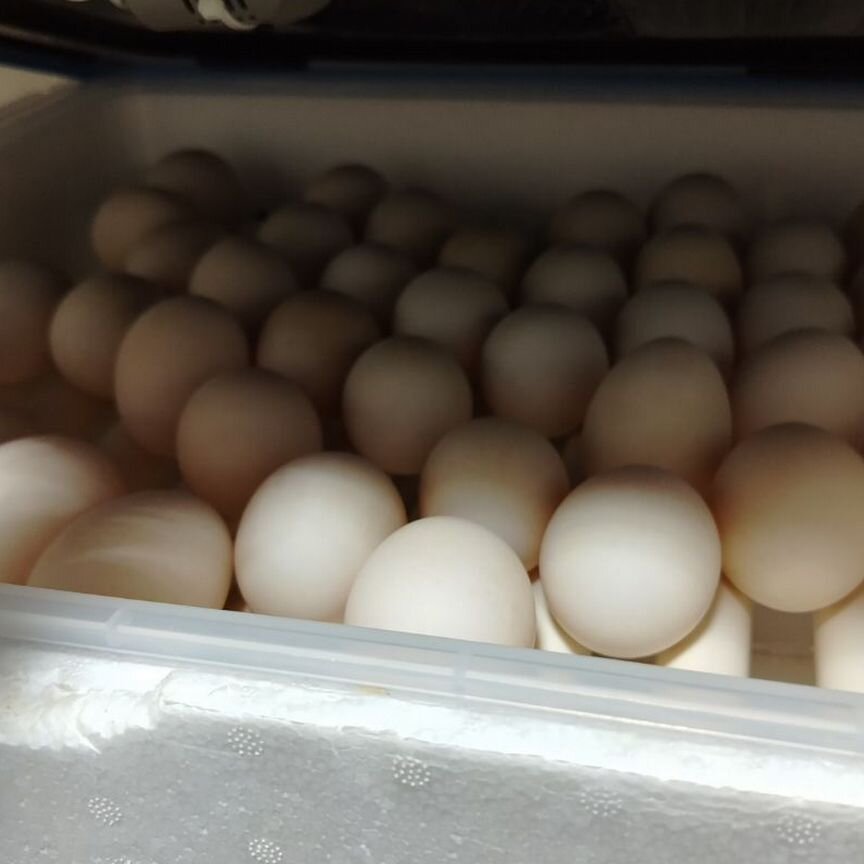 Инкубационное яйцо индоутки