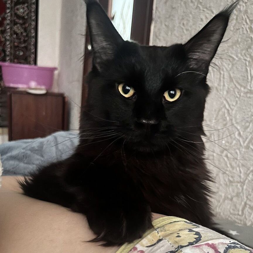 Мейн-кун котёнок