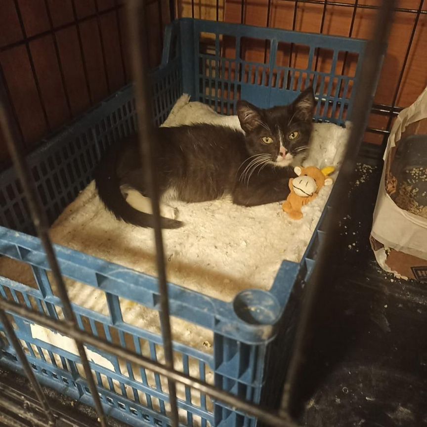 Малыш Матвей ждёт свою маму в клеточке