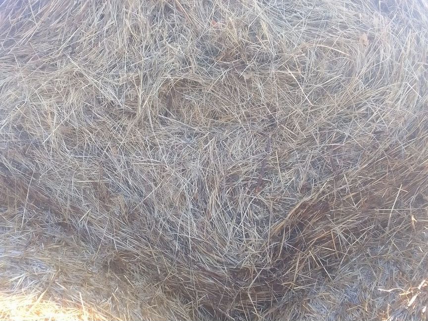Продам сено в рулонах