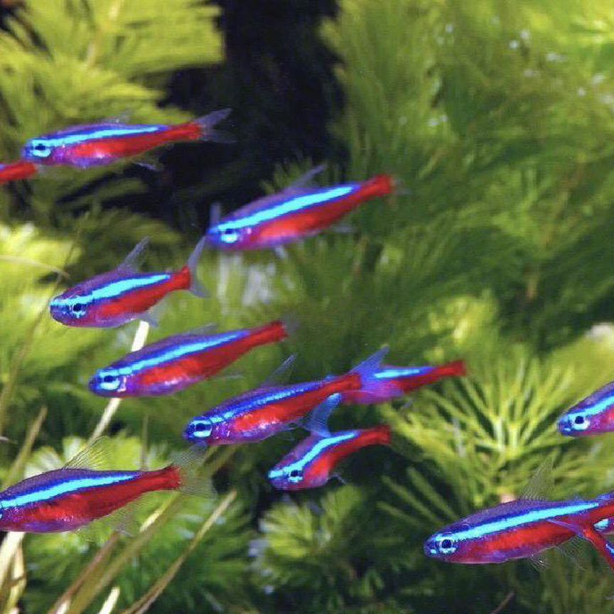 Аквариумные рыбки неоны, барбусы вишневые
