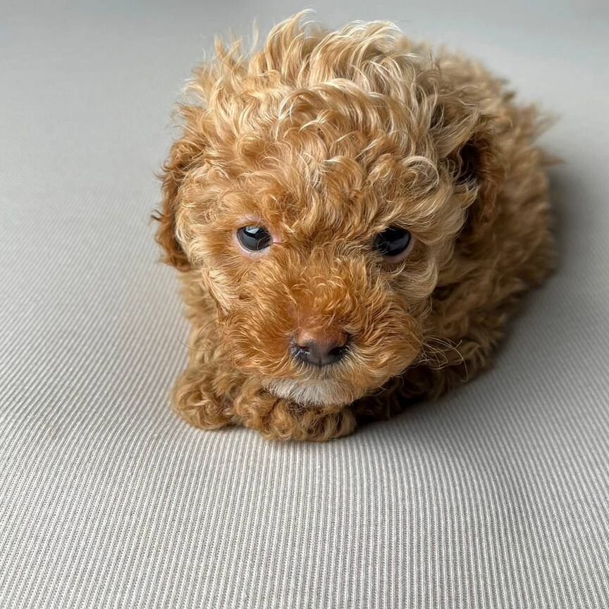 Щенок, девочка Той-пудель мини