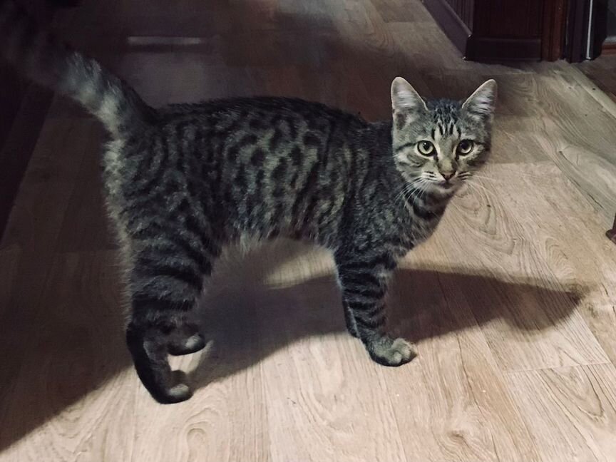 Кот