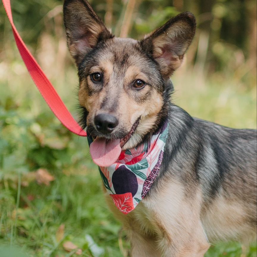 Щенок в добрые руки