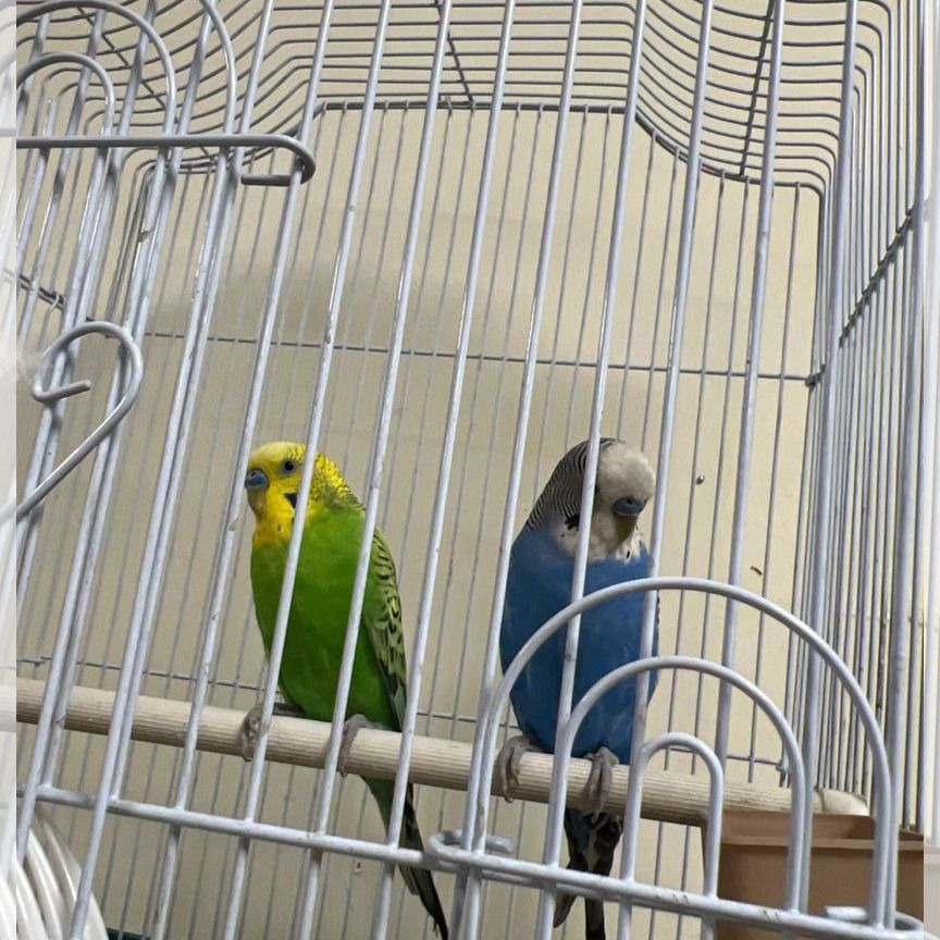 Волнистый попугай