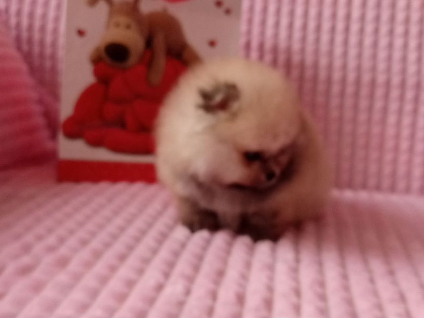 Мальчики мишки шпицы