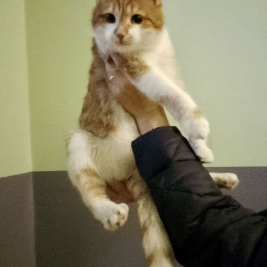 Котики бесплатно в добрые руки