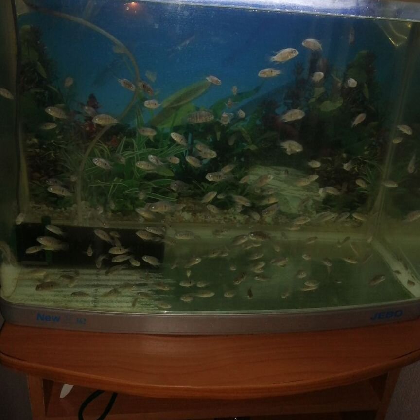 Аквариумные рыбки Акара бирюзовая