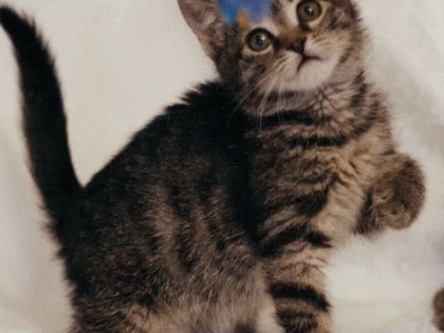 Котенок тигренок в добрые руки