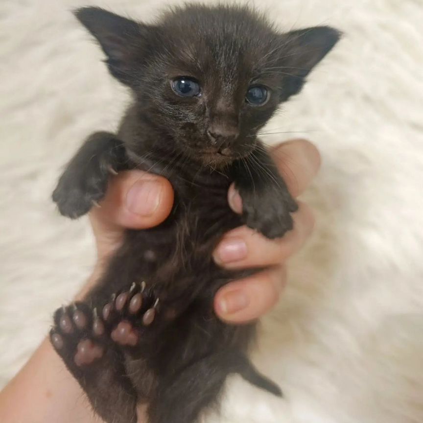 Ориентальный котёнок